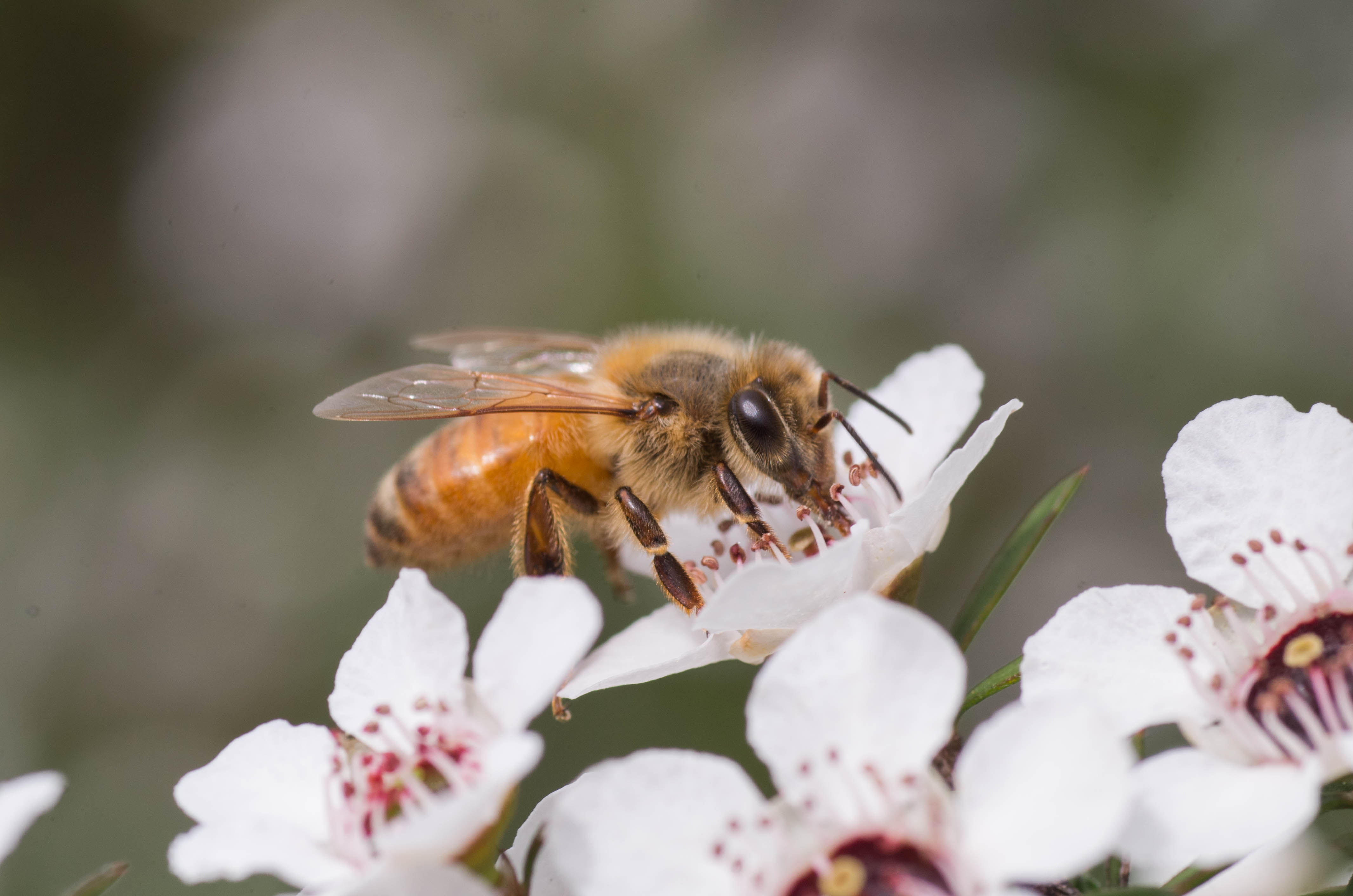 Seeing the coloured light: bee brains open way for better cameras ...