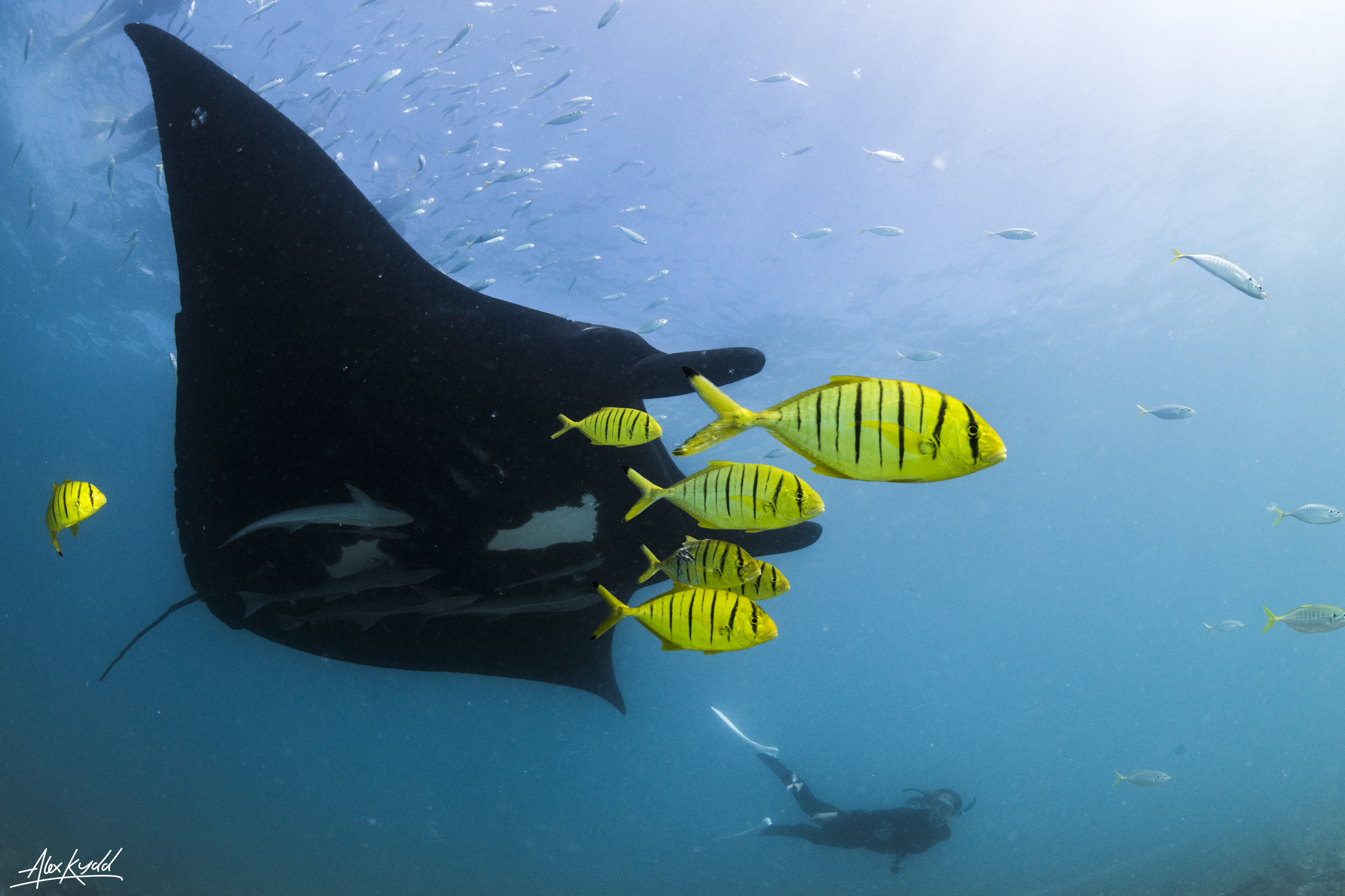 ‘Whoopi’ the manta ray shows how healing’s done | Australian Research ...