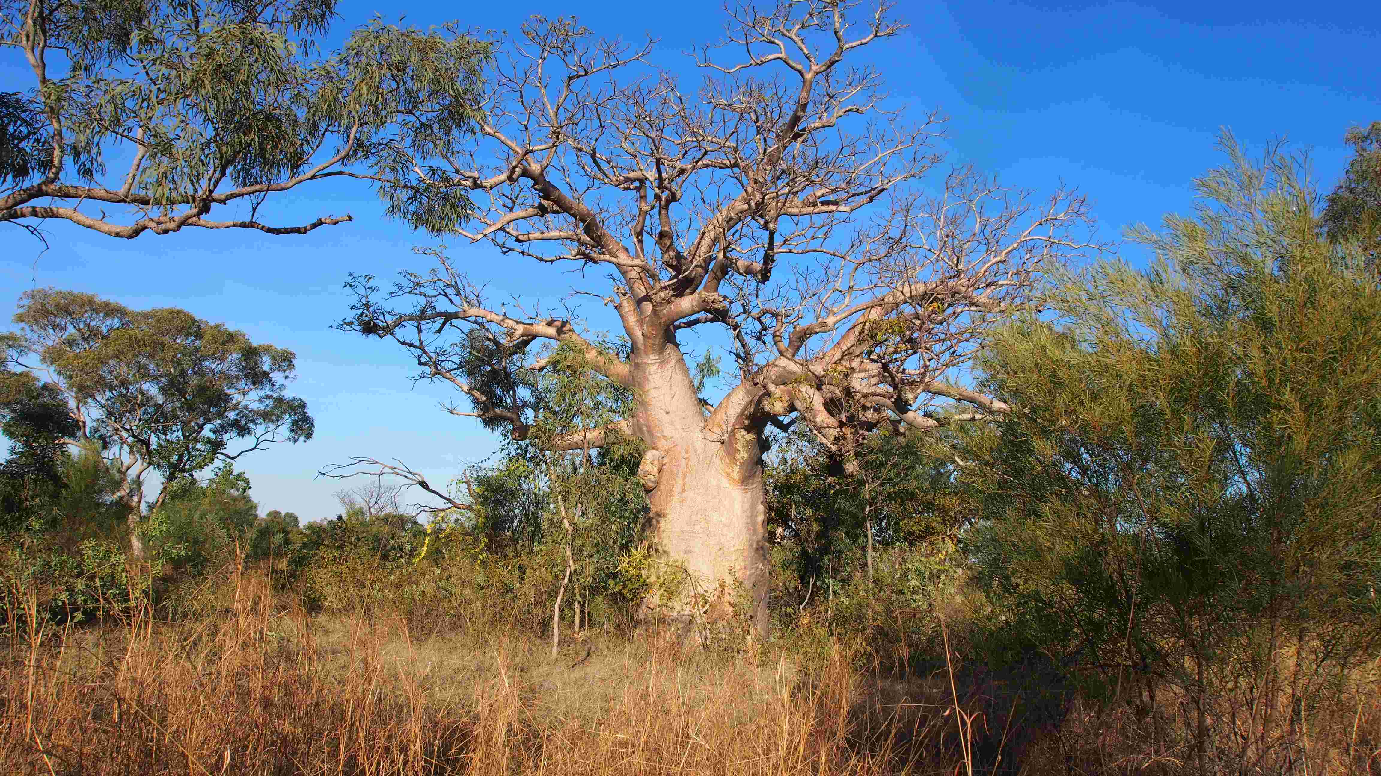 Recording the stories carved in ancient boab trees | Australian ...
