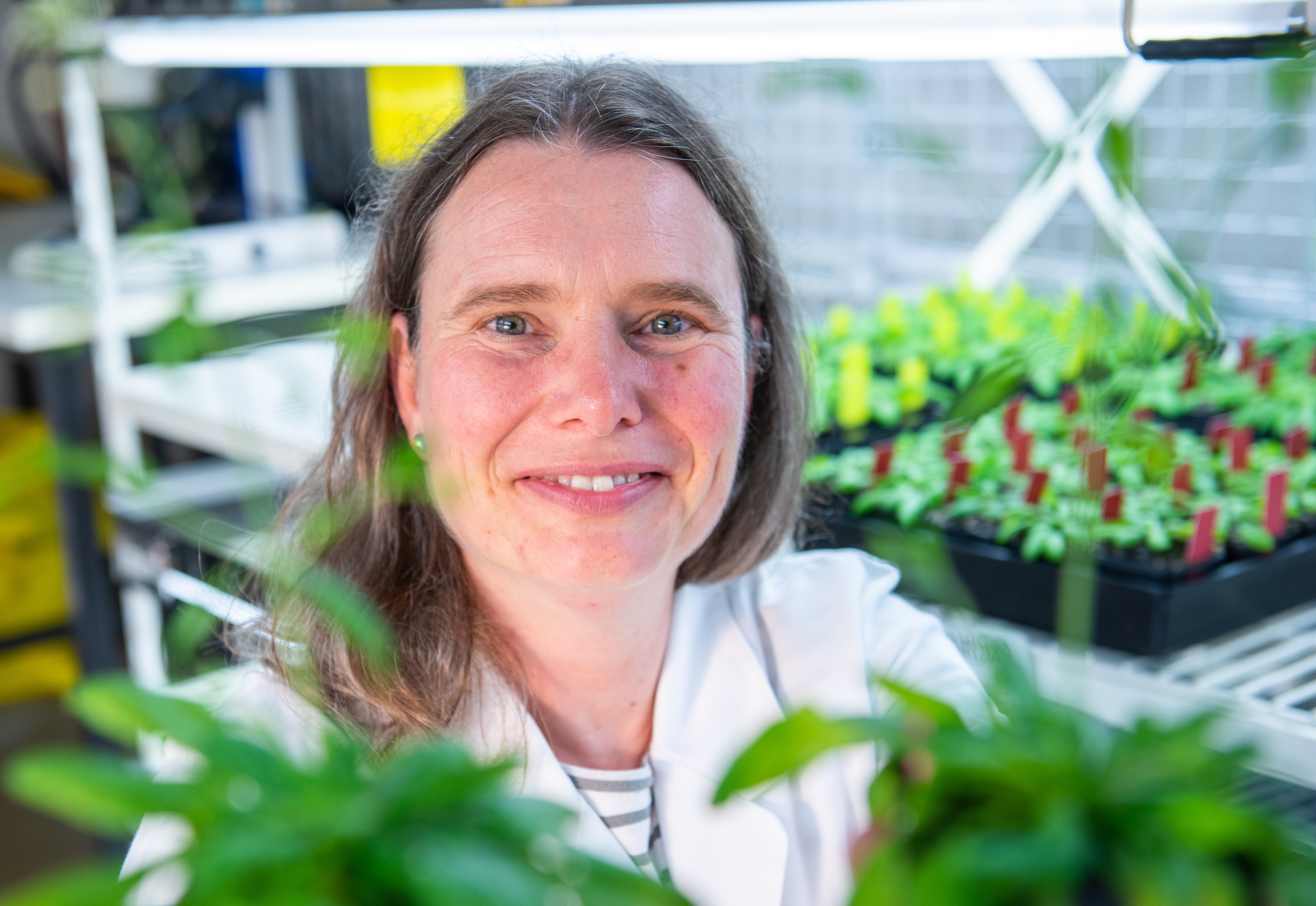 Breakthrough in plant nutrient detection | Australian Research Council