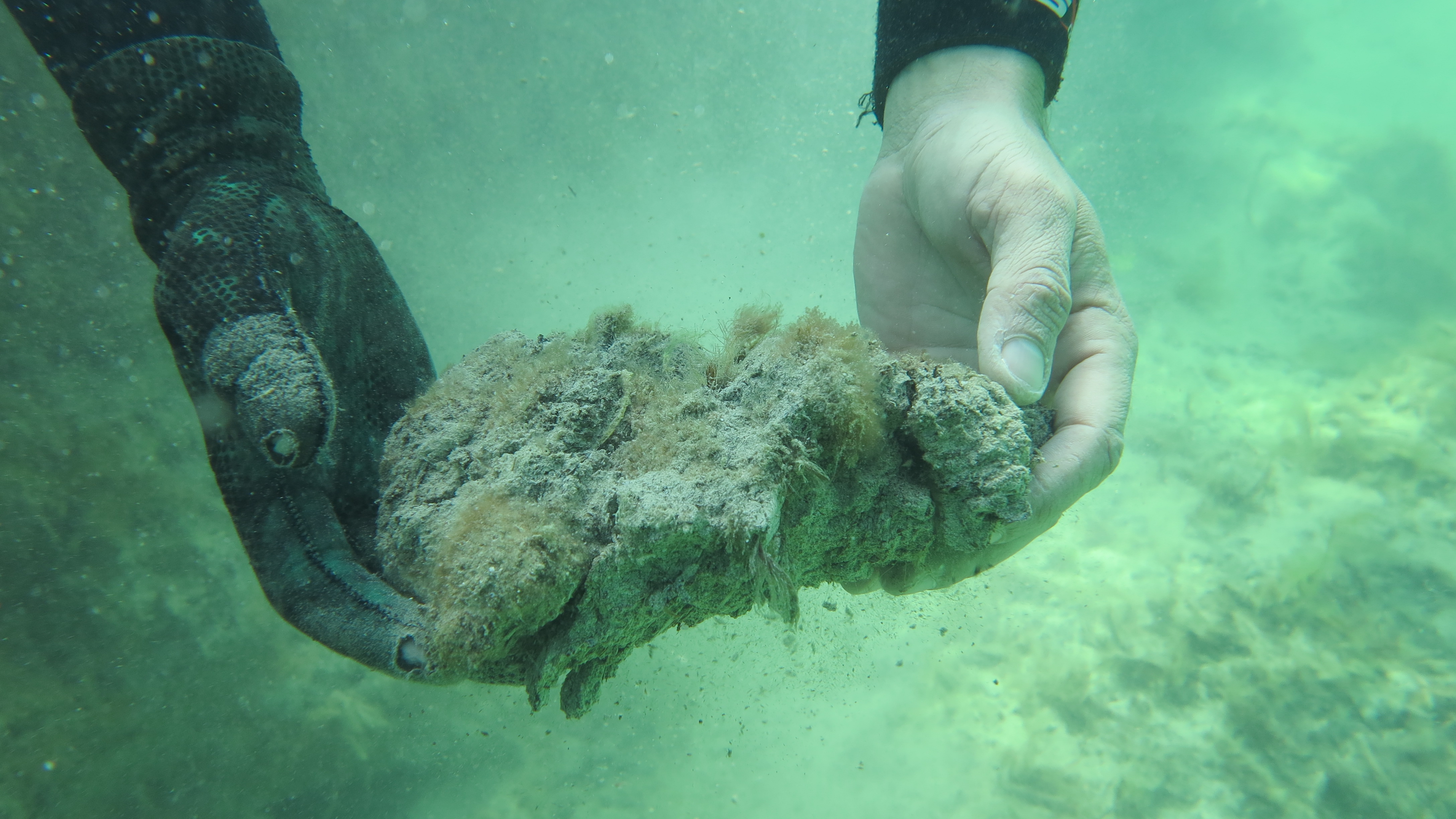 Scientists measure the loss of Shark Bay Seagrass | Australian Research ...