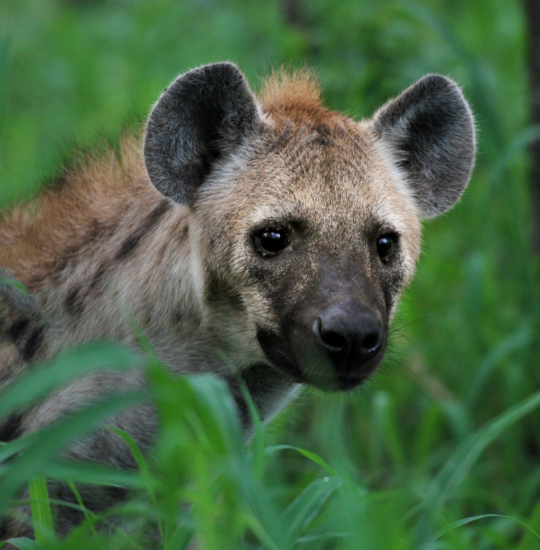 Ancient hyena poo sheds new light on human evolution | Australian ...