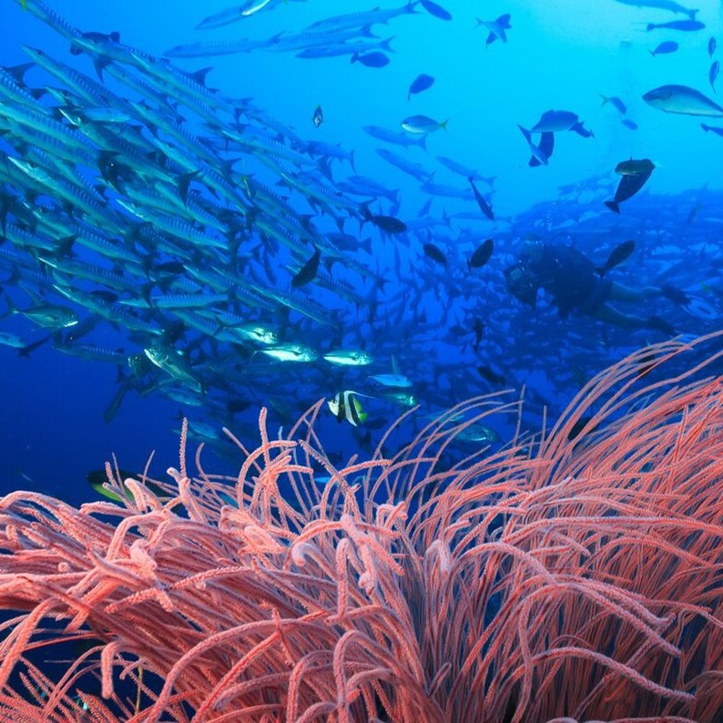 Professor Terry Hughes, ARC Centre Director, named among Nature’s Top ...