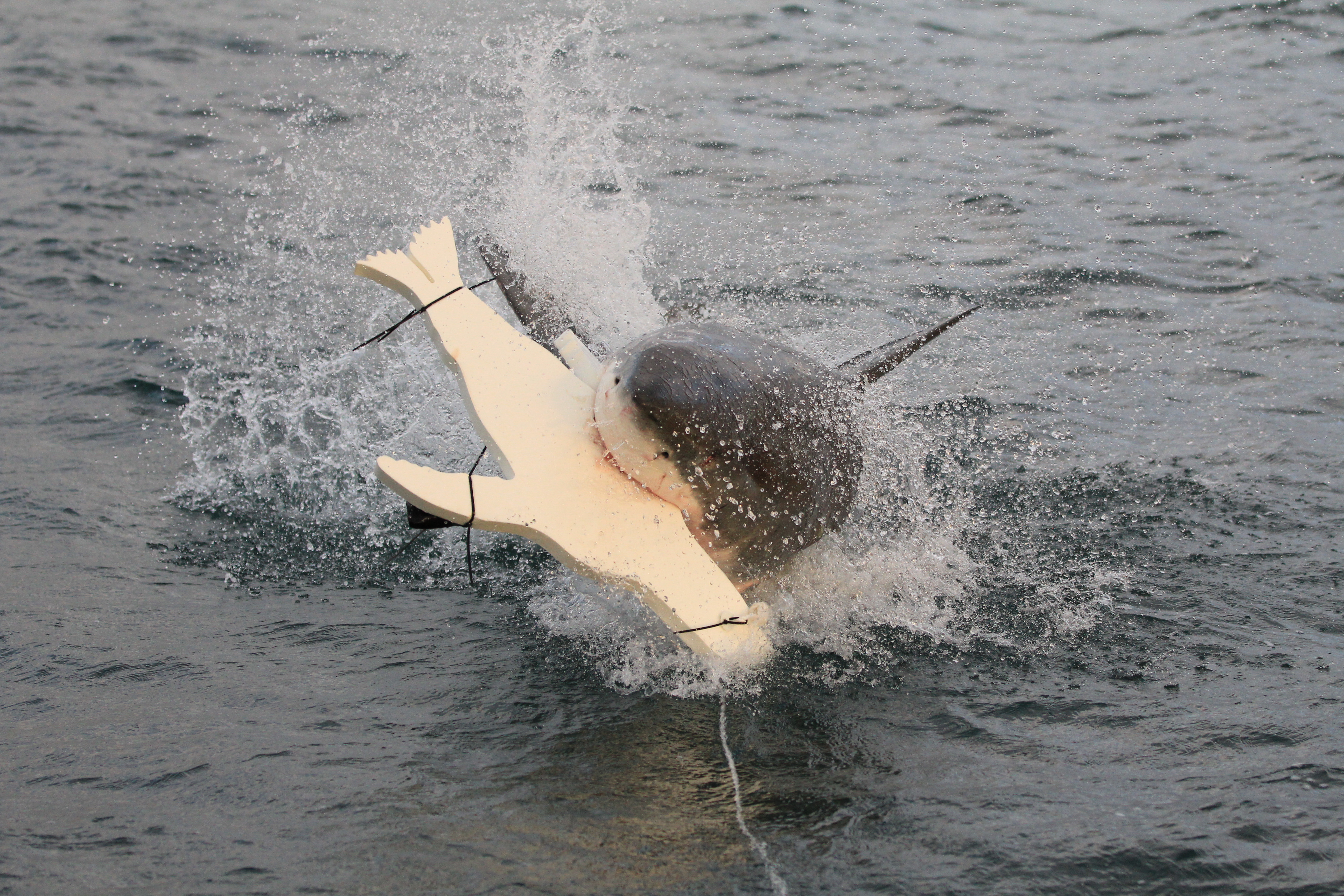 Shark-deterrent surfboards | Australian Research Council