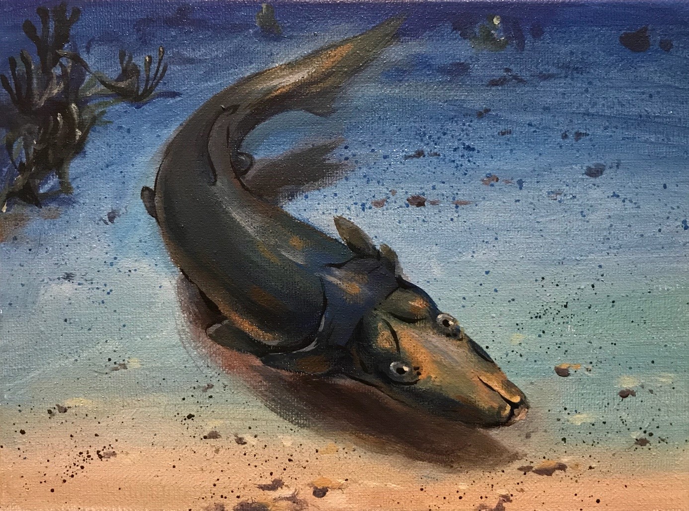 Bizarre ‘platypus fish’ found on Australia’s original reef | Australian ...