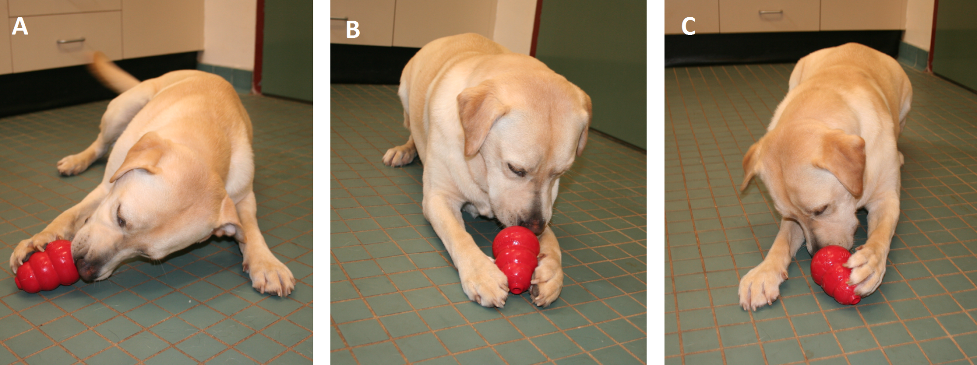 What Dogs Are Used As Guide Dogs